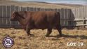 11/20/25 5L Red Angus - Annual Fall Sale Lots | DVAuction