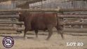 11/20/25 5L Red Angus - Annual Fall Sale Lots | DVAuction