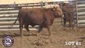 11/20/25 5L Red Angus - Annual Fall Sale Lots | DVAuction