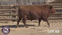11/20/25 5L Red Angus - Annual Fall Sale Lots | DVAuction