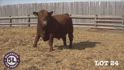 11/20/25 5L Red Angus - Annual Fall Sale Lots | DVAuction