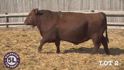 11/20/25 5L Red Angus - Annual Fall Sale Lots | DVAuction
