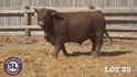 11/20/25 5L Red Angus - Annual Fall Sale Lots | DVAuction