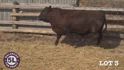 11/20/25 5L Red Angus - Annual Fall Sale Lots | DVAuction