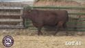 11/20/25 5L Red Angus - Annual Fall Sale Lots | DVAuction