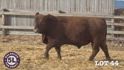 11/20/25 5L Red Angus - Annual Fall Sale Lots | DVAuction
