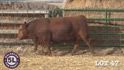 11/20/25 5L Red Angus - Annual Fall Sale Lots | DVAuction