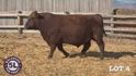 11/20/25 5L Red Angus - Annual Fall Sale Lots | DVAuction