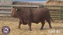 11/20/25 5L Red Angus - Annual Fall Sale Lots | DVAuction