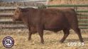 11/20/25 5L Red Angus - Annual Fall Sale Lots | DVAuction