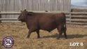 11/20/25 5L Red Angus - Annual Fall Sale Lots | DVAuction