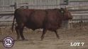 11/20/25 5L Red Angus - Annual Fall Sale Lots | DVAuction