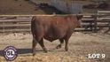 11/20/25 5L Red Angus - Annual Fall Sale Lots | DVAuction