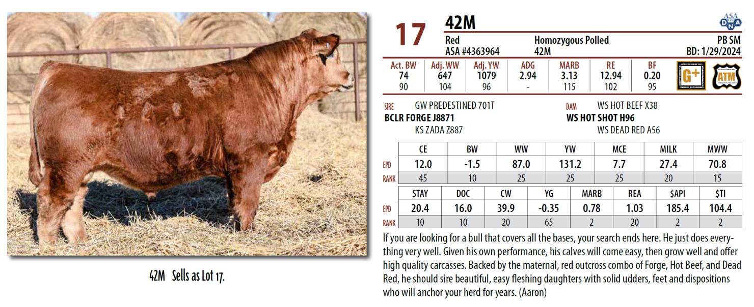 Lot 17: Wilkinson Farms Simmentals - 27th Annual Simmental Bull ...