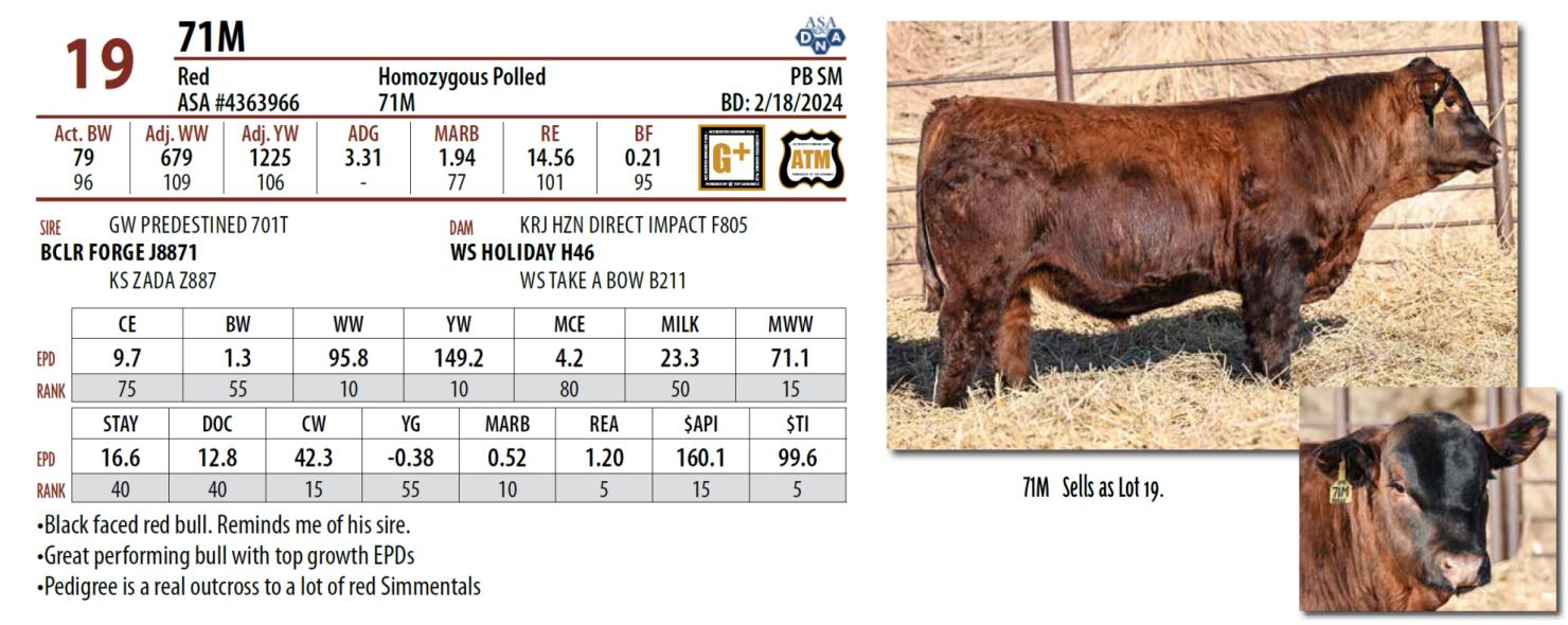 Lot 19: Wilkinson Farms Simmentals - 27th Annual Simmental Bull ...