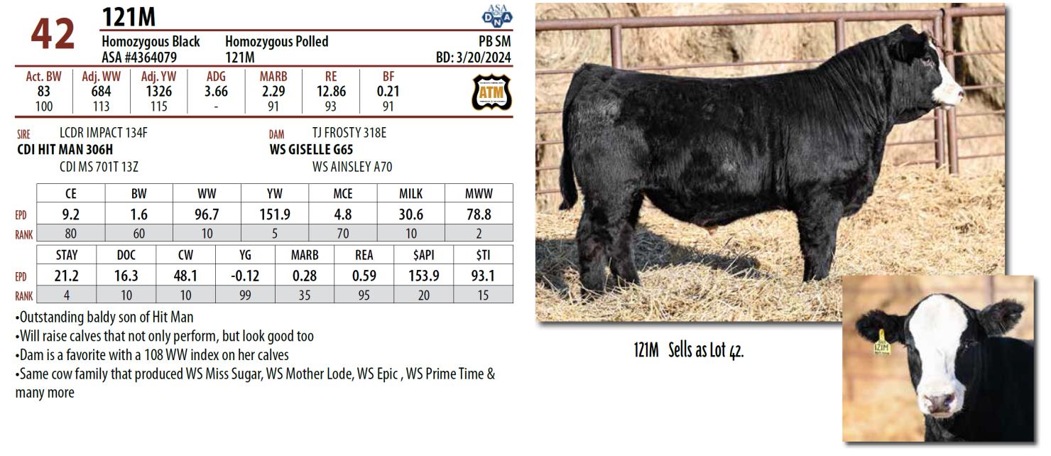 Lot 42: Wilkinson Farms Simmentals - 27th Annual Simmental Bull ...
