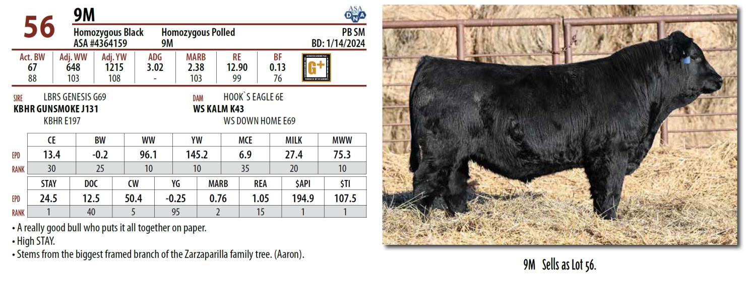 Lot 56: Wilkinson Farms Simmentals - 27th Annual Simmental Bull ...