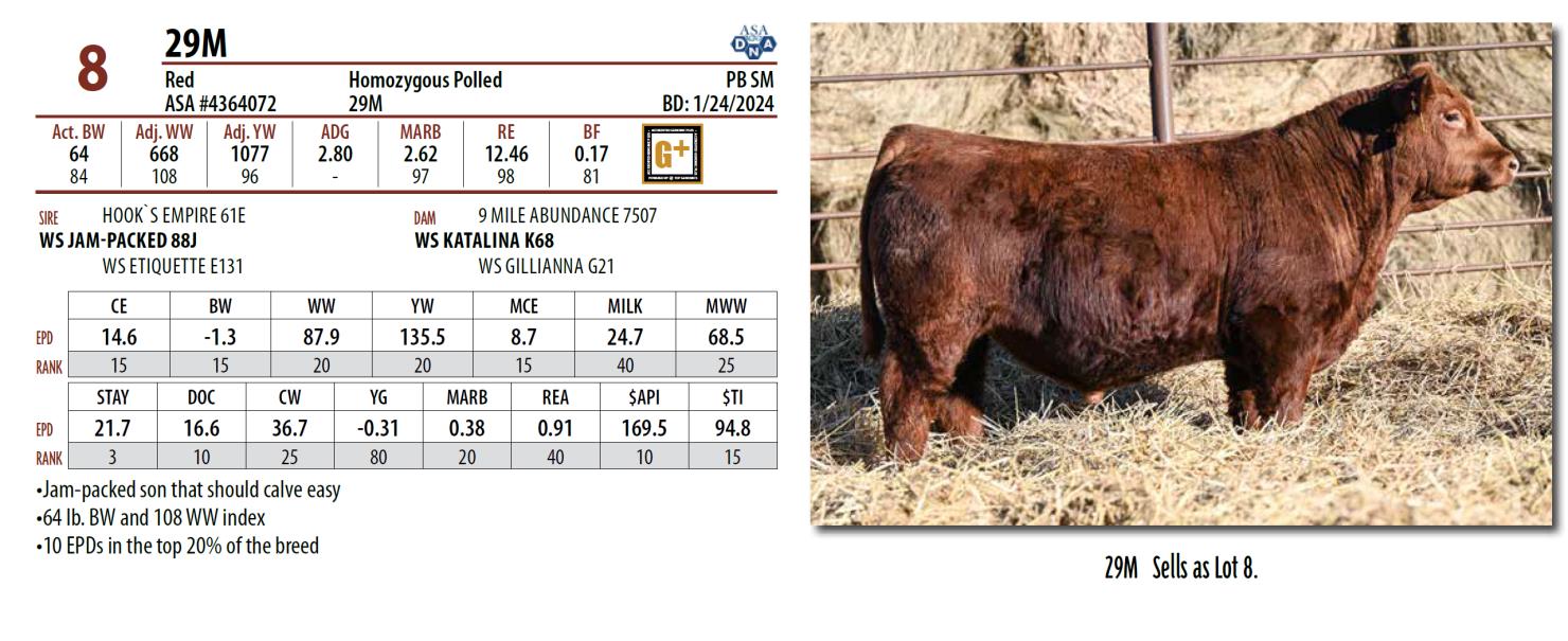 Lot 8: Wilkinson Farms Simmentals - 27th Annual Simmental Bull & Female ...