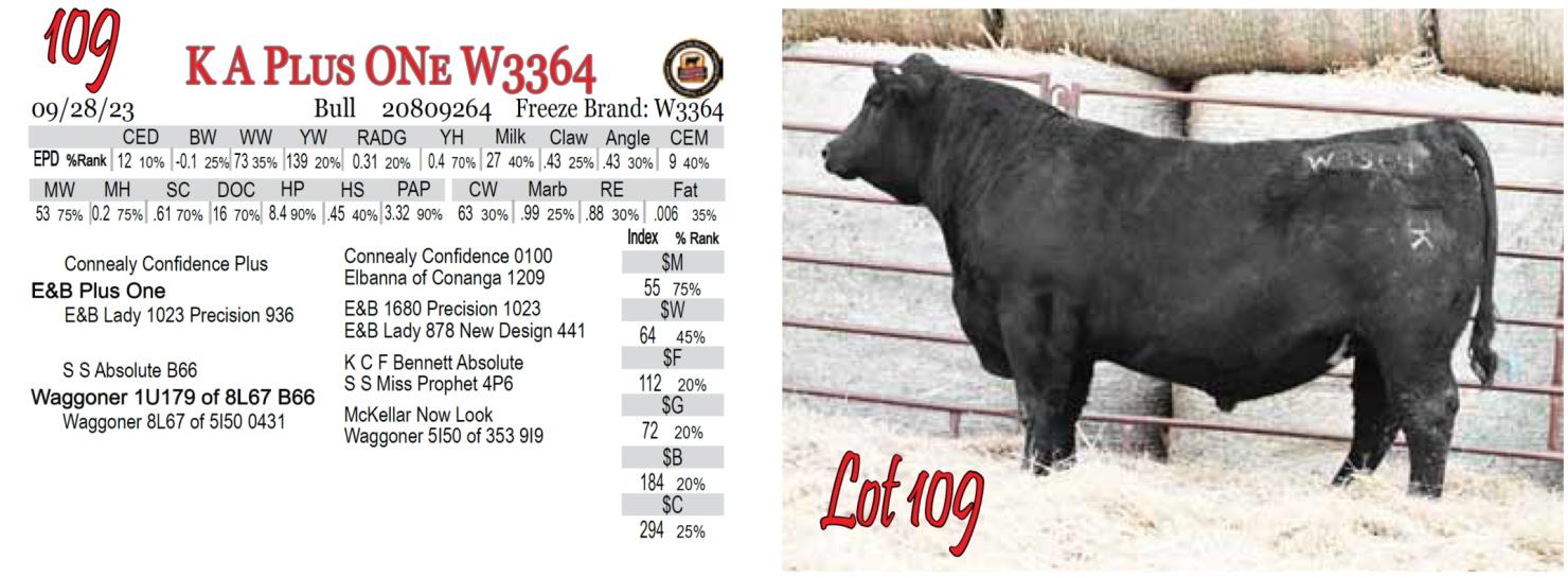 Lot 109: Kaiser Angus - Annual Production Sale | DVAuction