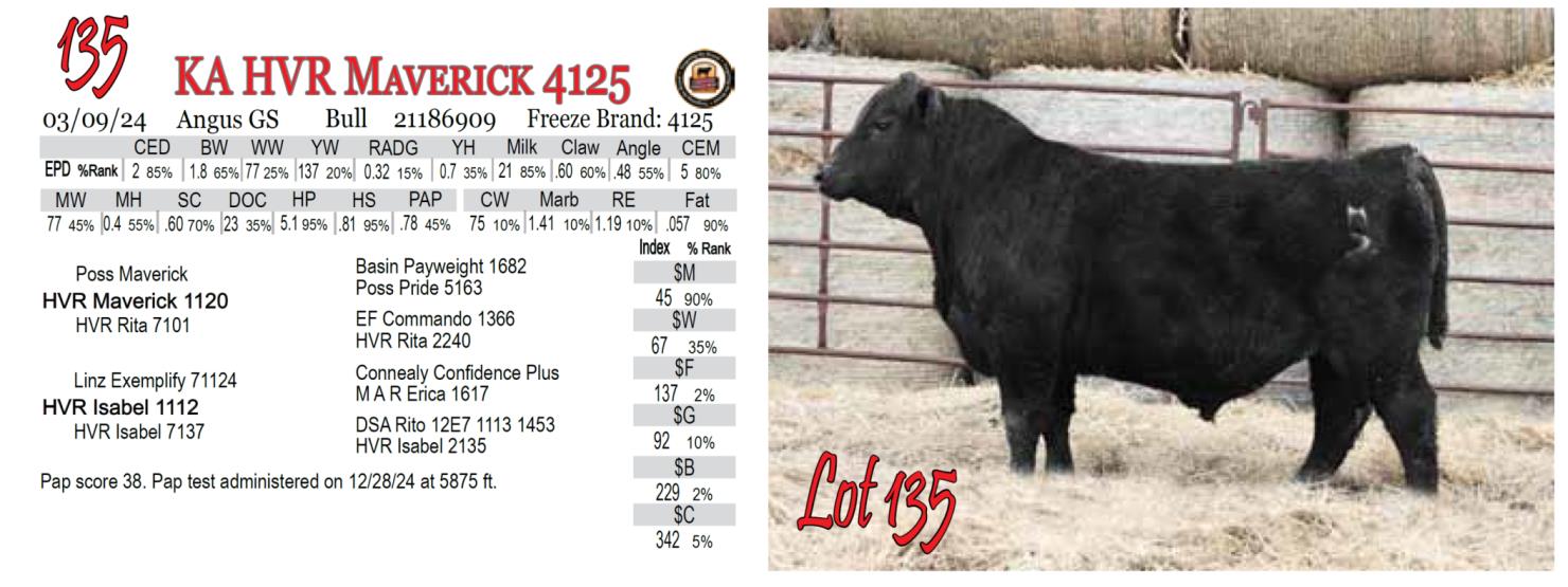 Lot 135: Kaiser Angus - Annual Production Sale | DVAuction