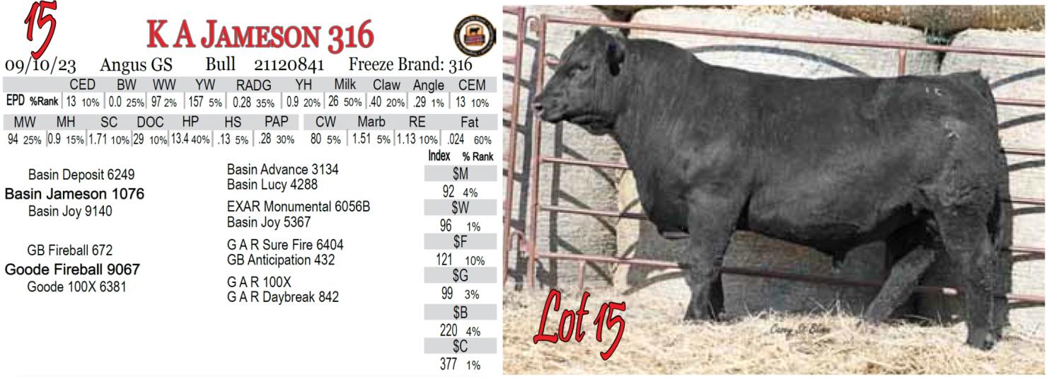 Lot 15: Kaiser Angus - Annual Production Sale | DVAuction