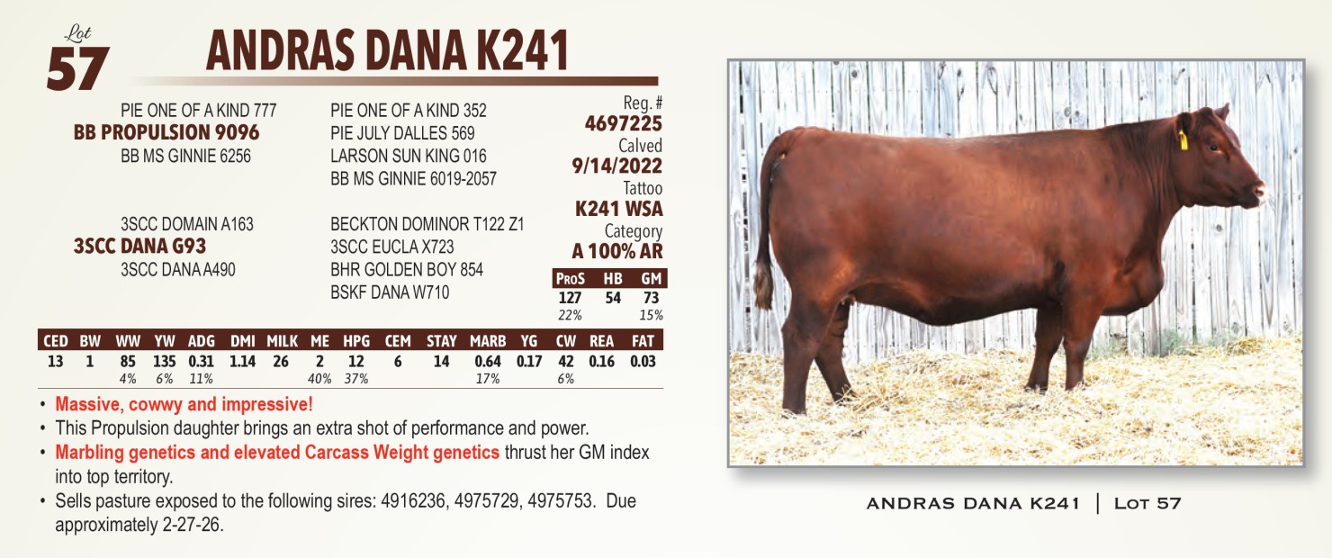 Lot 57: Andras Stock Farm - The Andras Kind Red Angus Female Sale ...