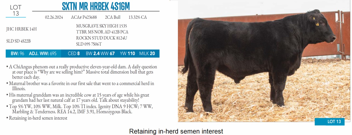 Lot 13: Justin Holt Cattle - Hybrids For Profit Bull & Female Sale ...