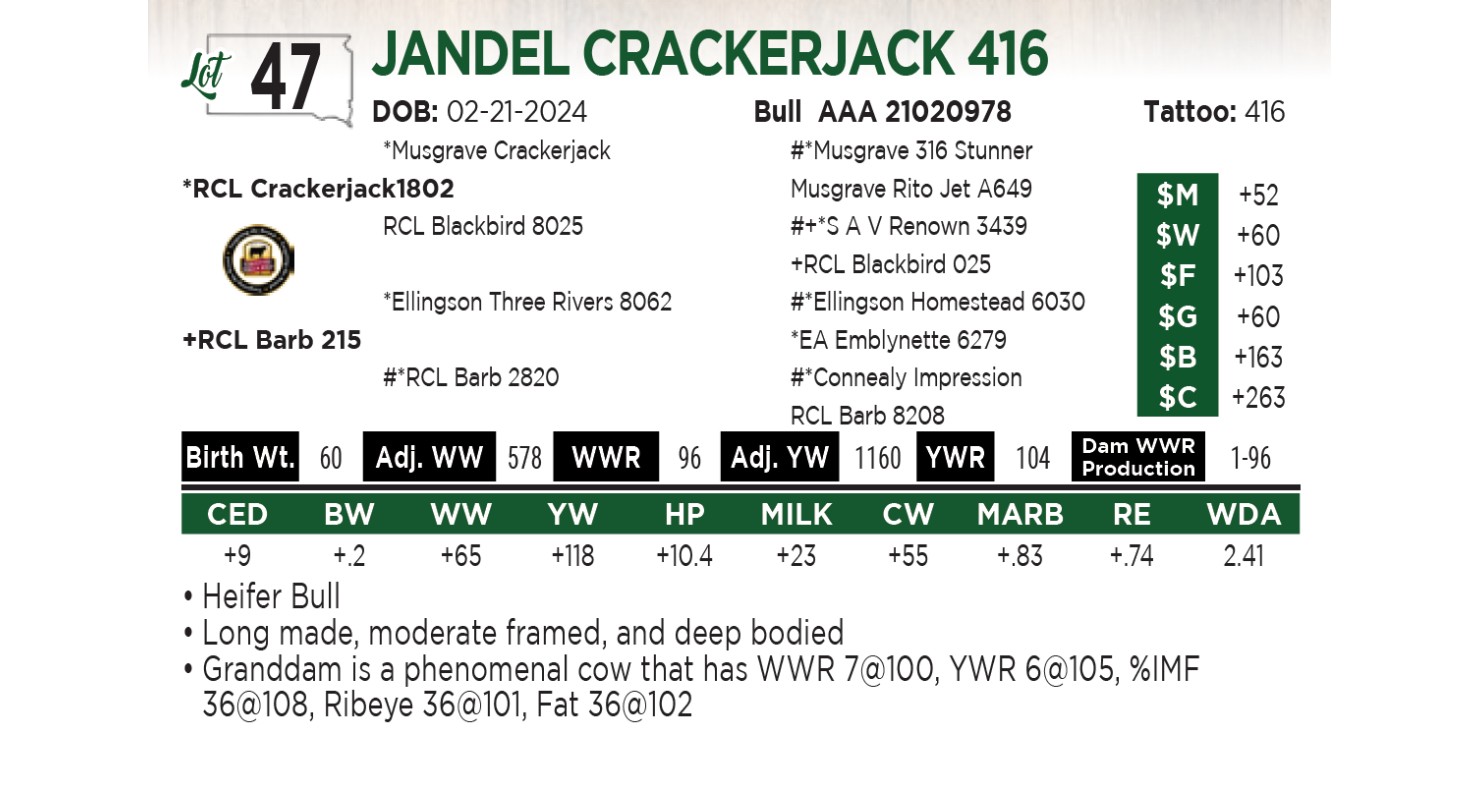 Lot 47: Baxter and Jandel Angus Ranch - Back to the Basics Angus Bull ...
