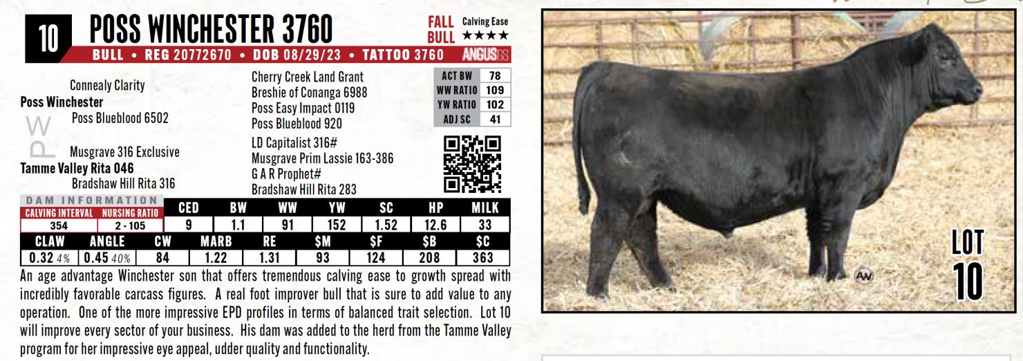 Lot 10: Poss Angus - Leading Edge Angus Genetics Bull Sale | DVAuction
