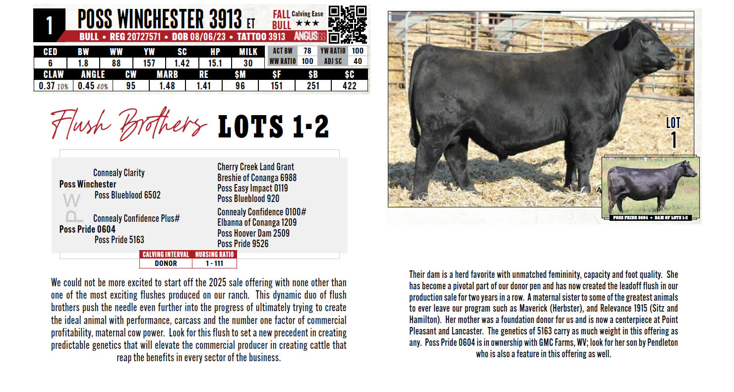 Lot 1: Poss Angus - Leading Edge Angus Genetics Bull Sale | DVAuction