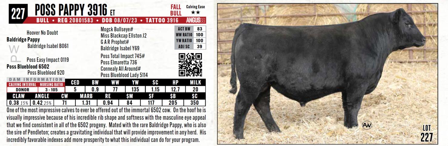 Lot 227: Poss Angus - Leading Edge Angus Genetics Bull Sale | DVAuction