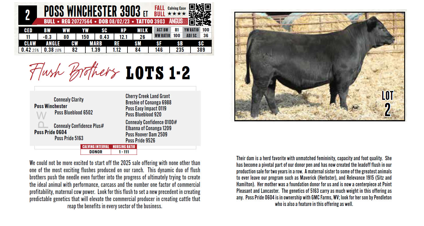 Lot 2: Poss Angus - Leading Edge Angus Genetics Bull Sale | DVAuction