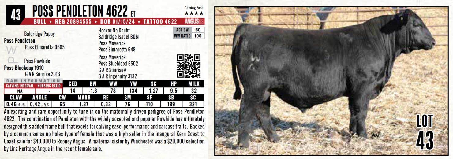 Lot 43: Poss Angus - Leading Edge Angus Genetics Bull Sale | DVAuction