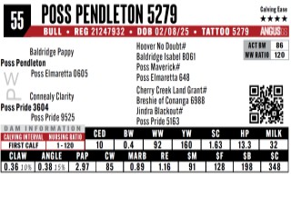 Lot 55: Poss Angus - Leading Edge Angus Genetics Bull Sale | DVAuction
