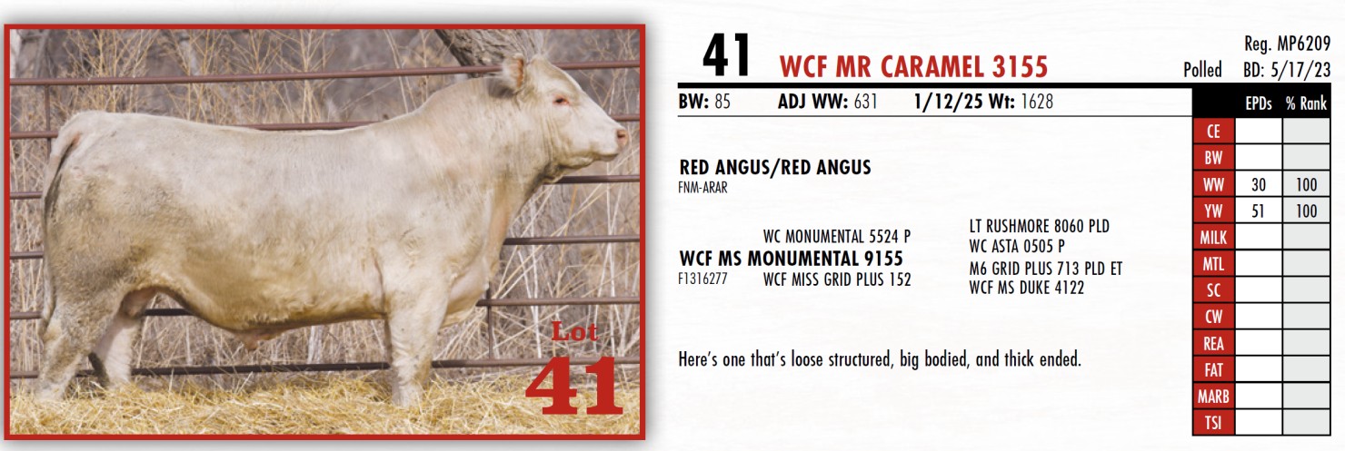 Lot 41: Weber Charolais & Red Angus - Annual Charolais & Red Angus Bull ...
