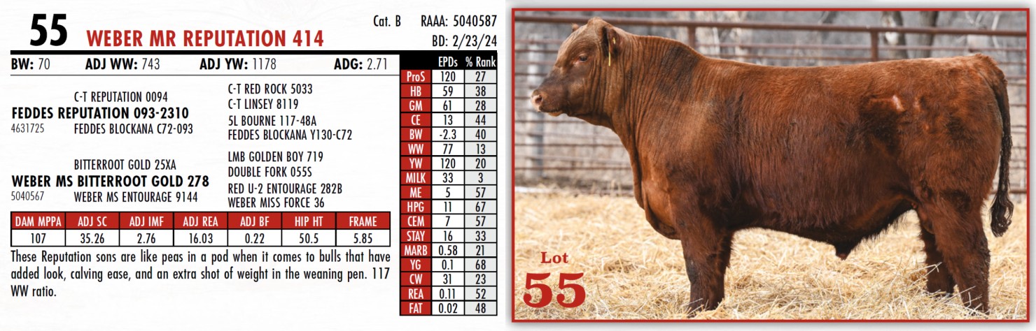 Lot 55: Weber Charolais & Red Angus - Annual Charolais & Red Angus Bull ...