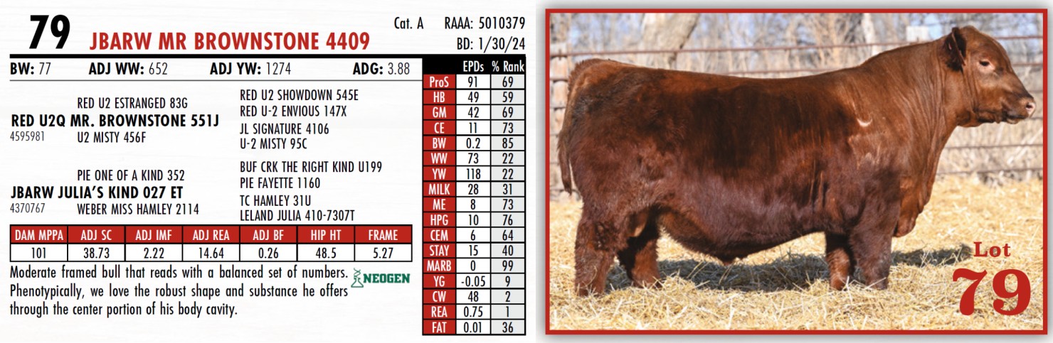 Lot 79: Weber Charolais & Red Angus - Annual Charolais & Red Angus Bull ...