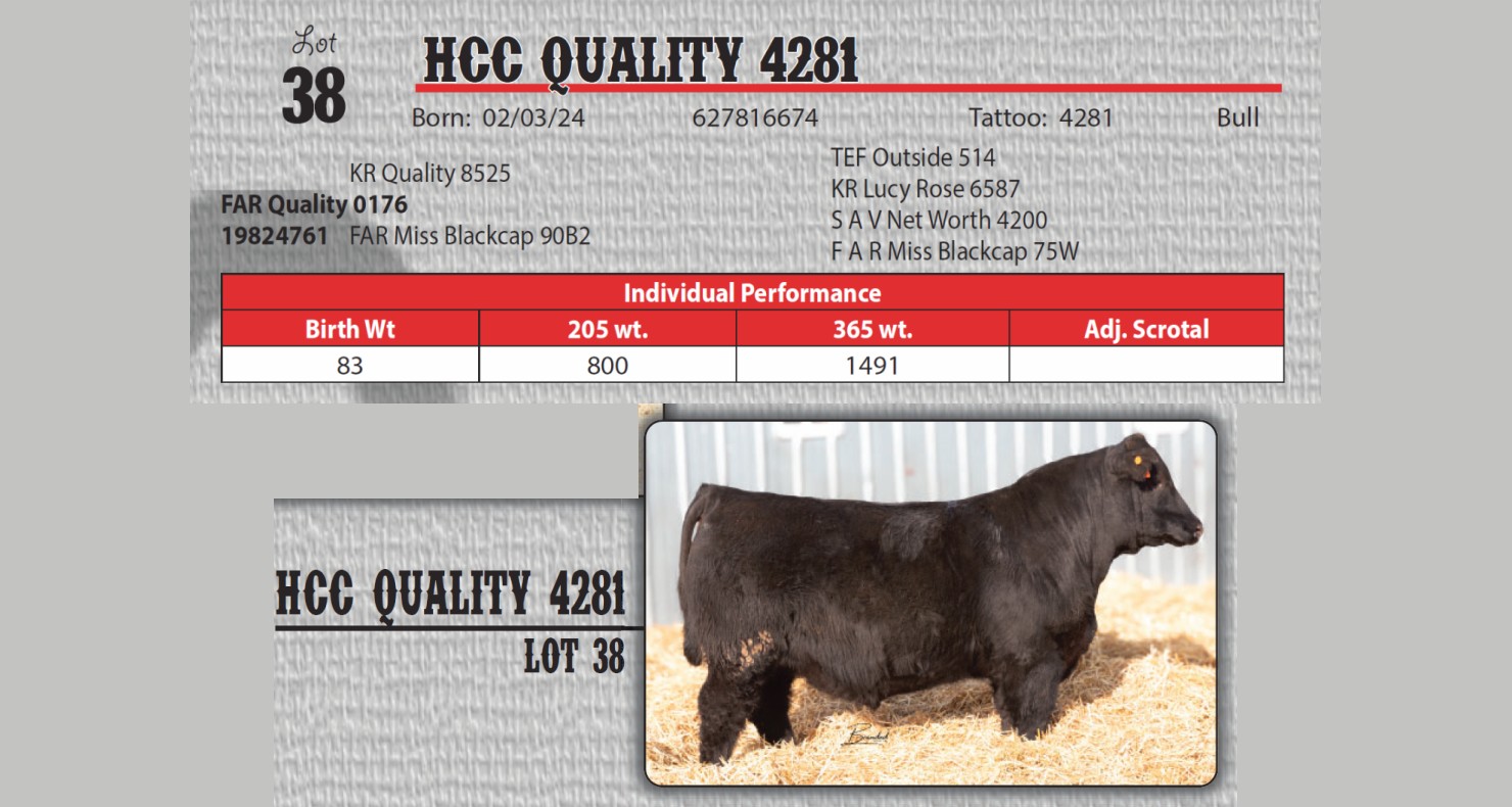 Lot 38: Haugen Cattle Company - Annual Angus Bull Sale | DVAuction