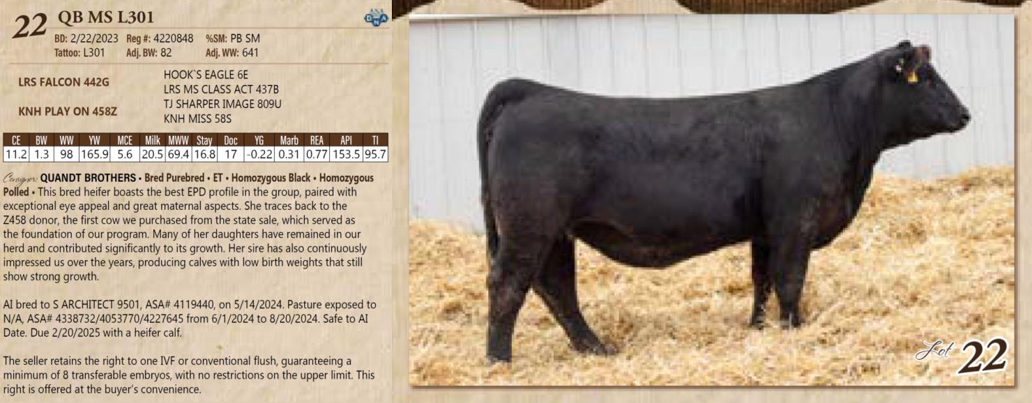 Lot 22: North Dakota Simmental Association Classic Sale - 2024 NDSA ...