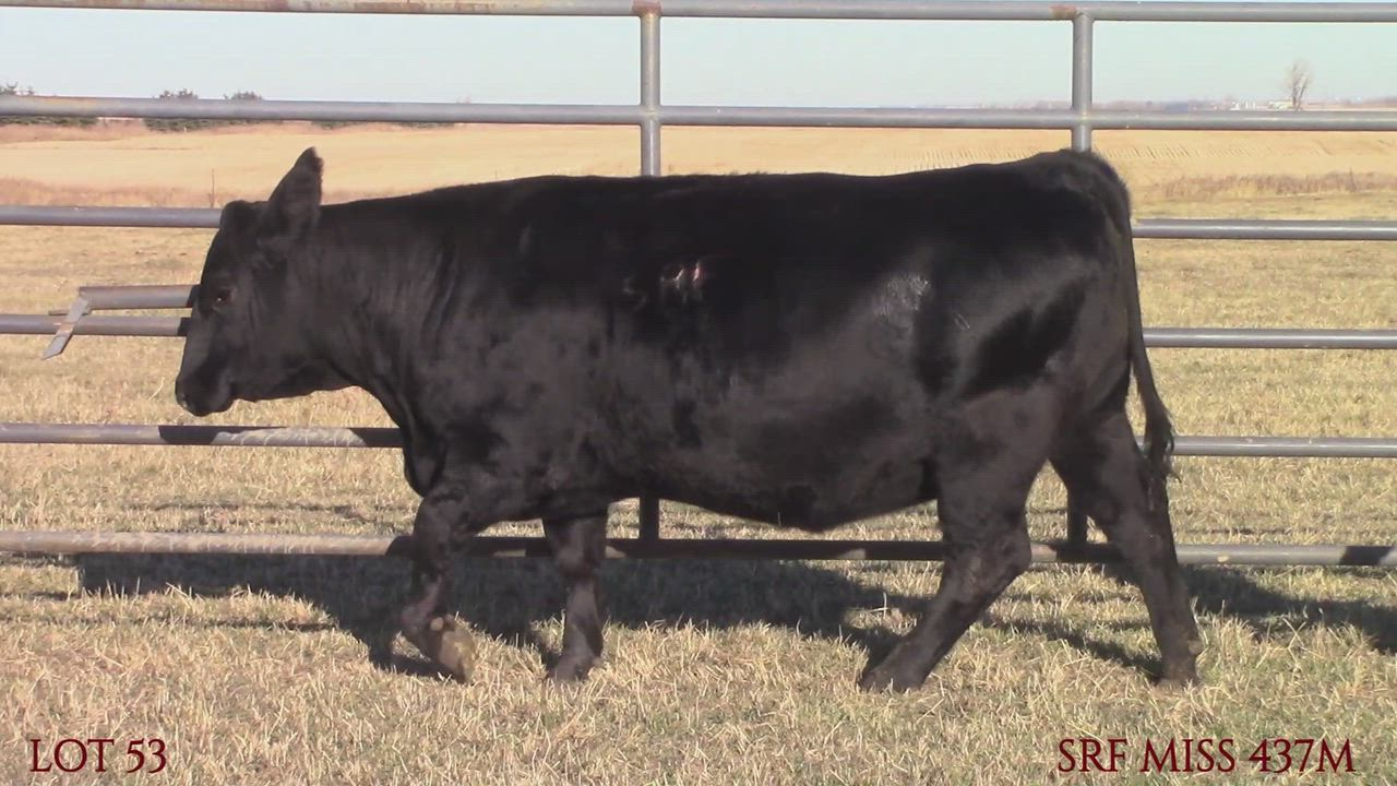 Lot 53: North Dakota Simmental Association Classic Sale - 2025 NDSA ...