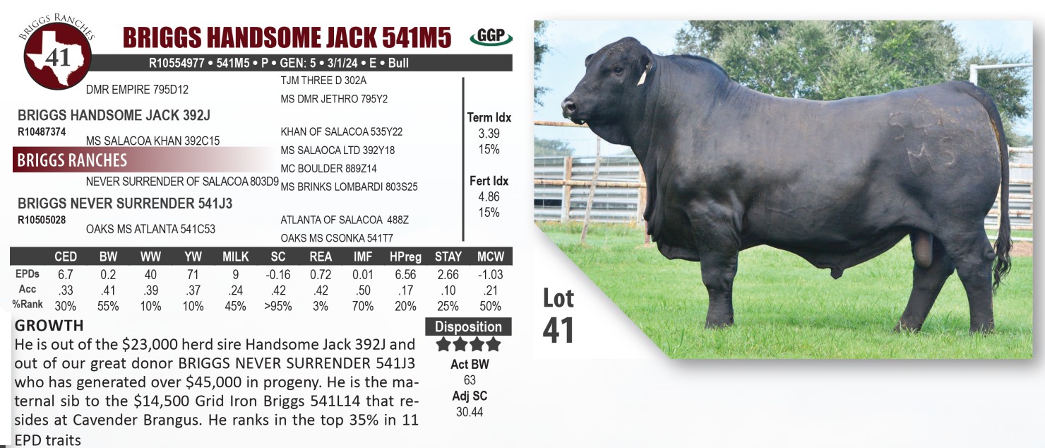 Lot 41: Briggs Ranches - 22nd Annual Bull & Commercial Female Sale ...