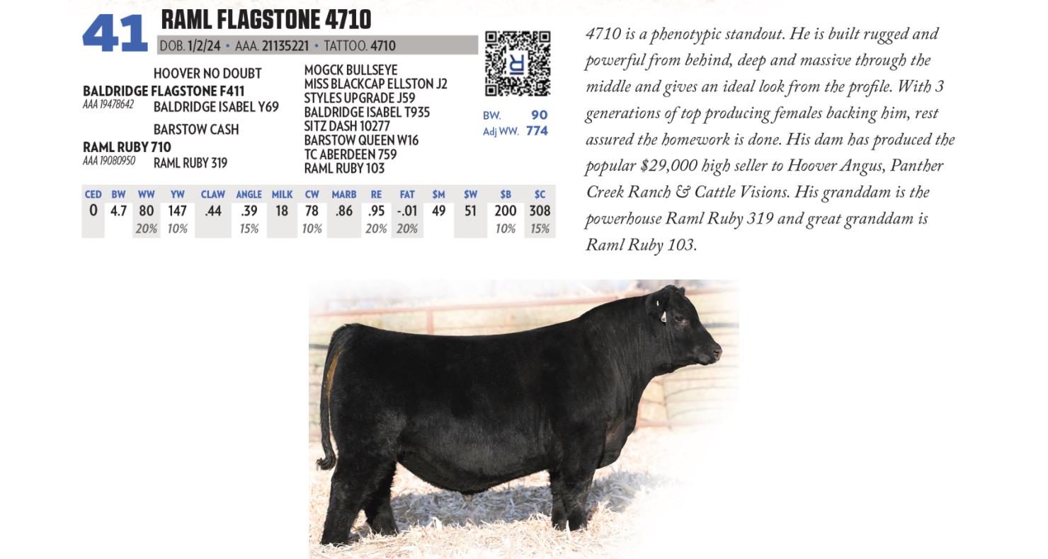 Lot 41: Raml Cattle - Annual Angus, Simmental, Red Angus Bull & Female ...
