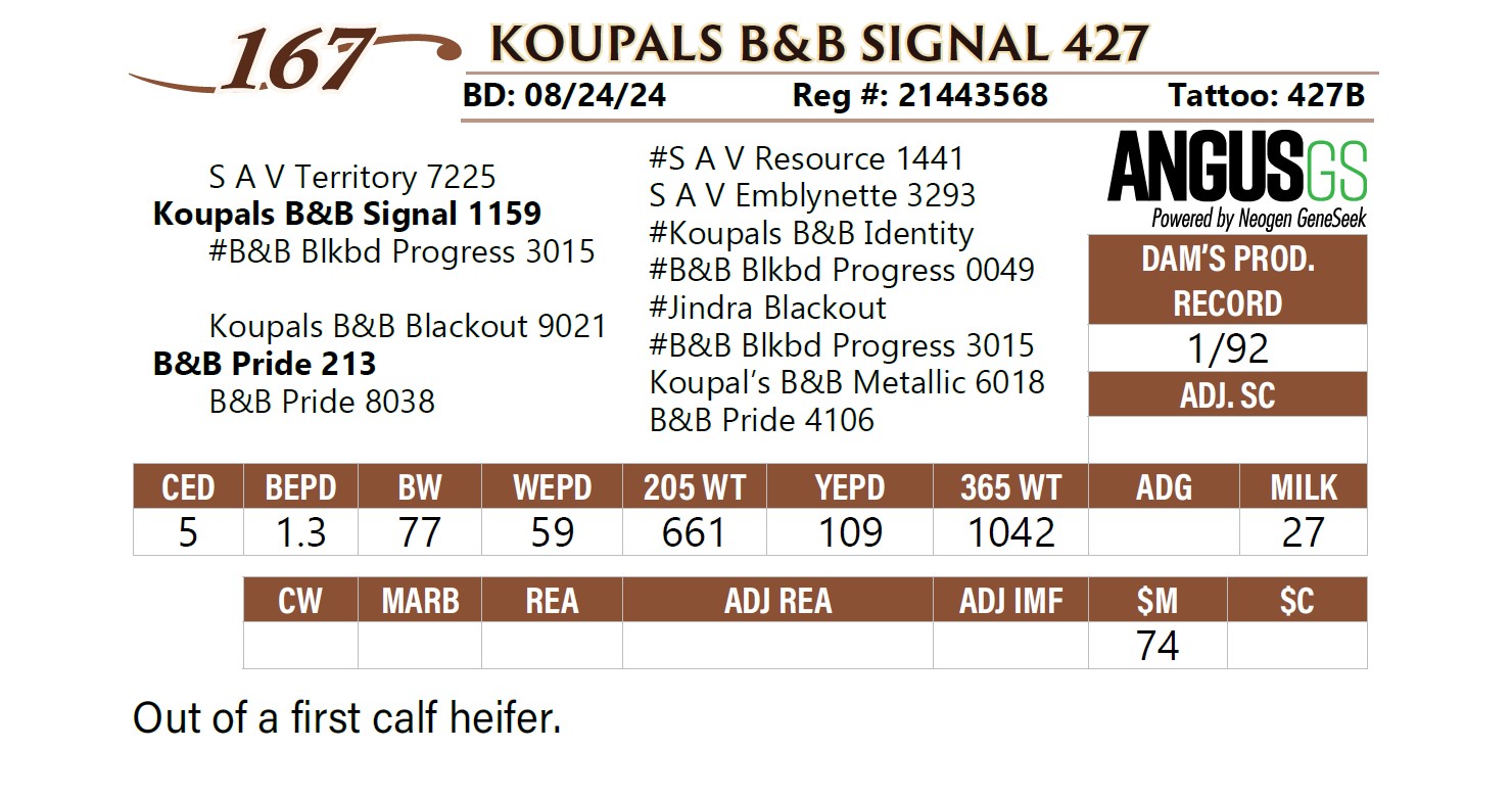 Lot 167: Koupal's B&B Angus Family - 49th Annual Angus Bull Sale ...