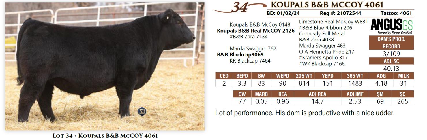 Lot 34 - Koupals B&B McCOY 4061: Koupal's B&B Angus Family - 48th ...