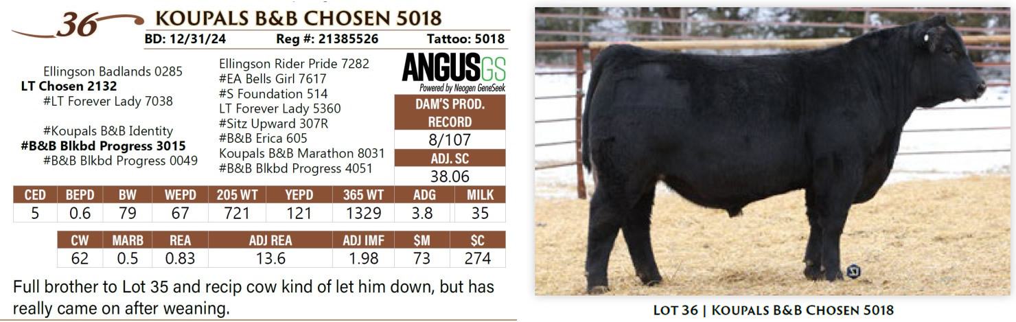 Lot 36: Koupal's B&B Angus Family - 49th Annual Angus Bull Sale | DVAuction