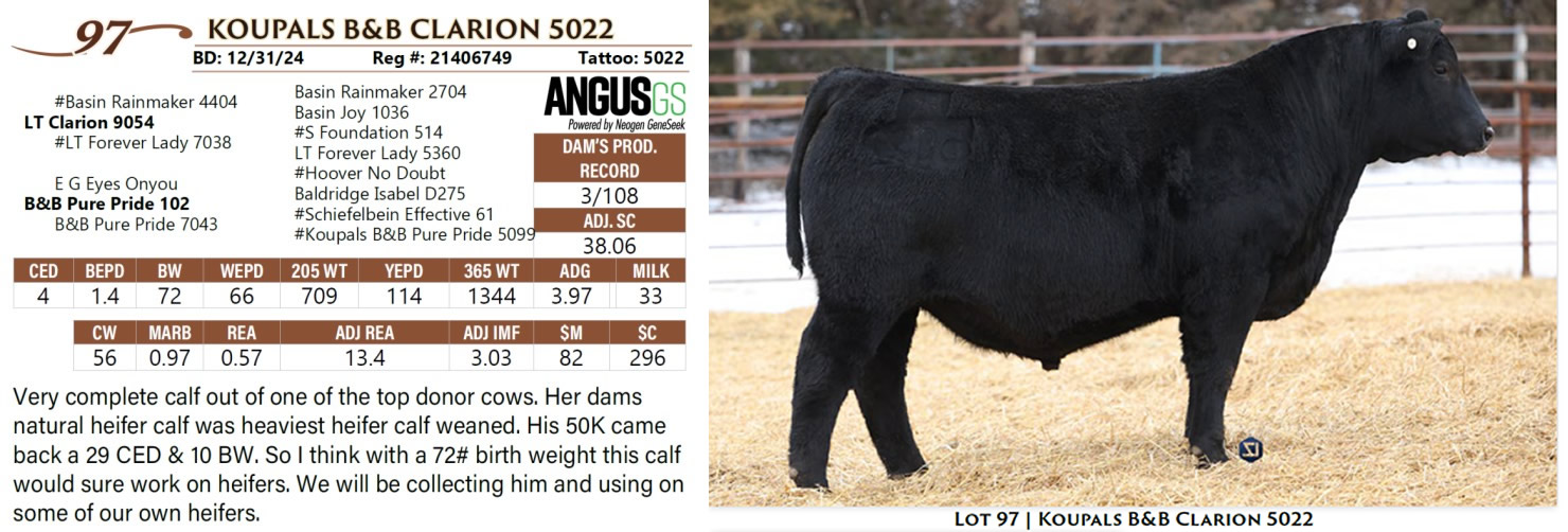 Lot 97: Koupal's B&B Angus Family - 49th Annual Angus Bull Sale | DVAuction