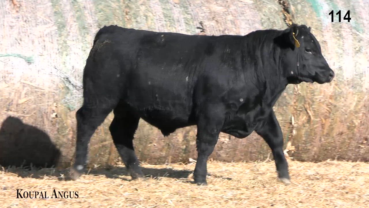 Lot 114: Koupal's B&B Angus Family - 49th Annual Angus Bull Sale ...