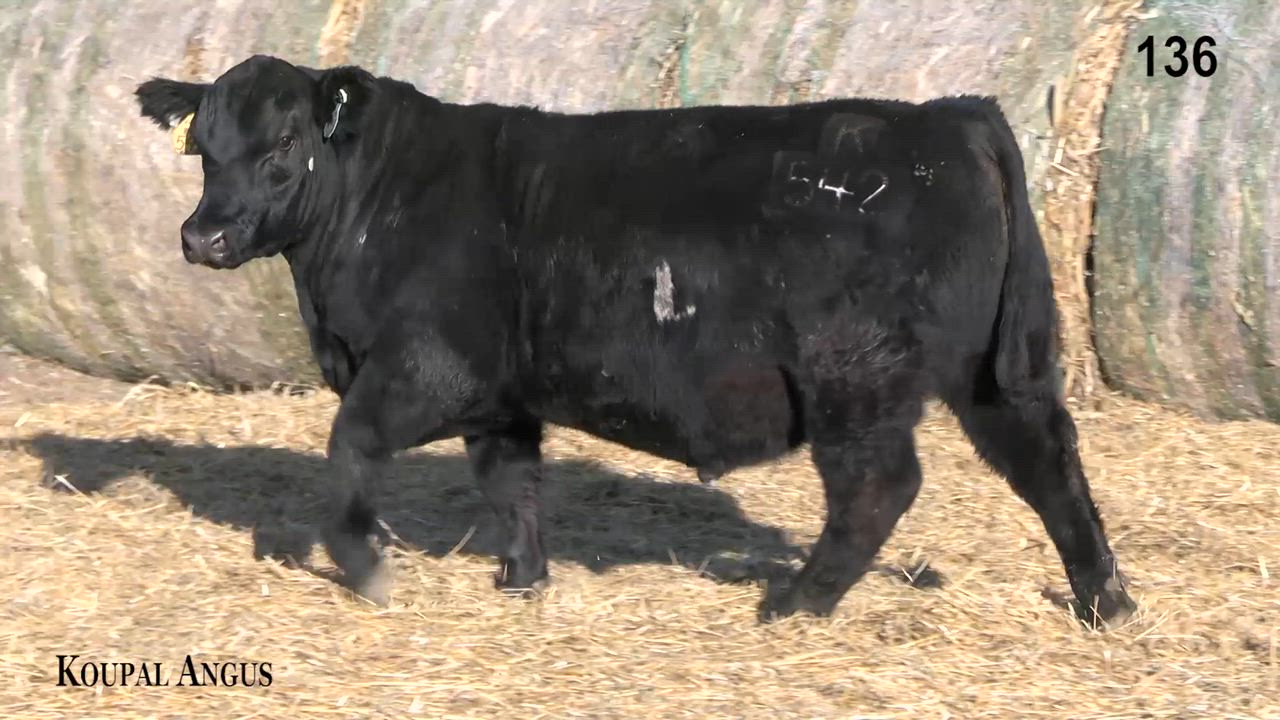 Lot 136: Koupal's B&B Angus Family - 49th Annual Angus Bull Sale ...