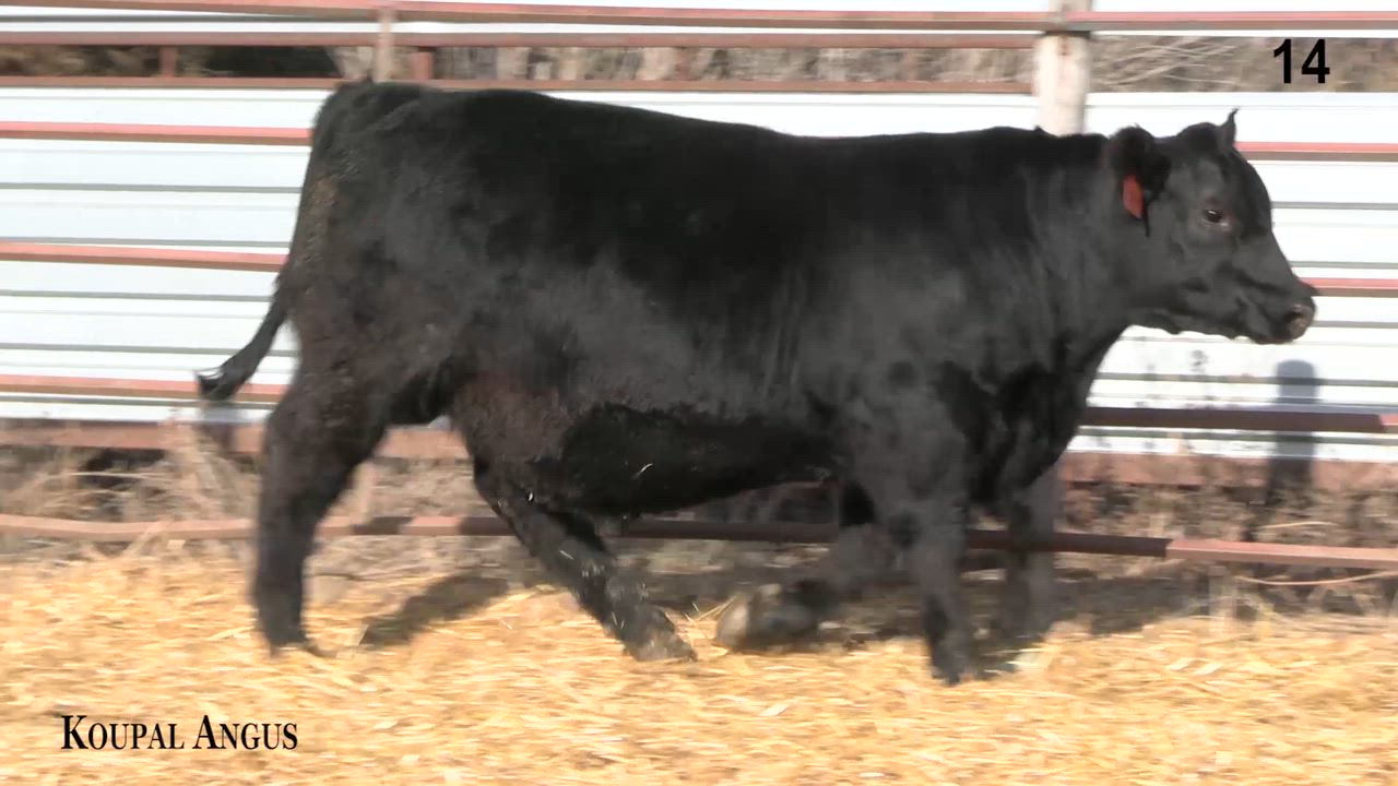 Lot 14: Koupal's B&B Angus Family - 49th Annual Angus Bull Sale | DVAuction