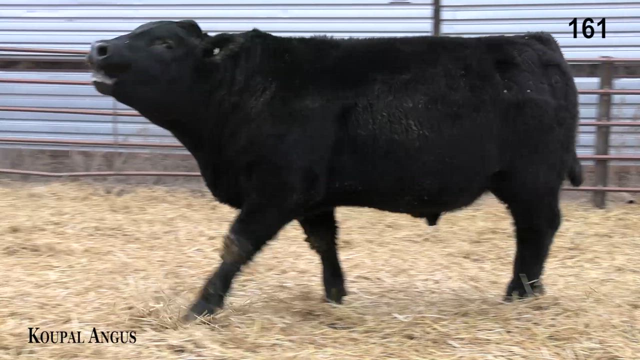 Lot 161: Koupal's B&B Angus Family - 49th Annual Angus Bull Sale ...